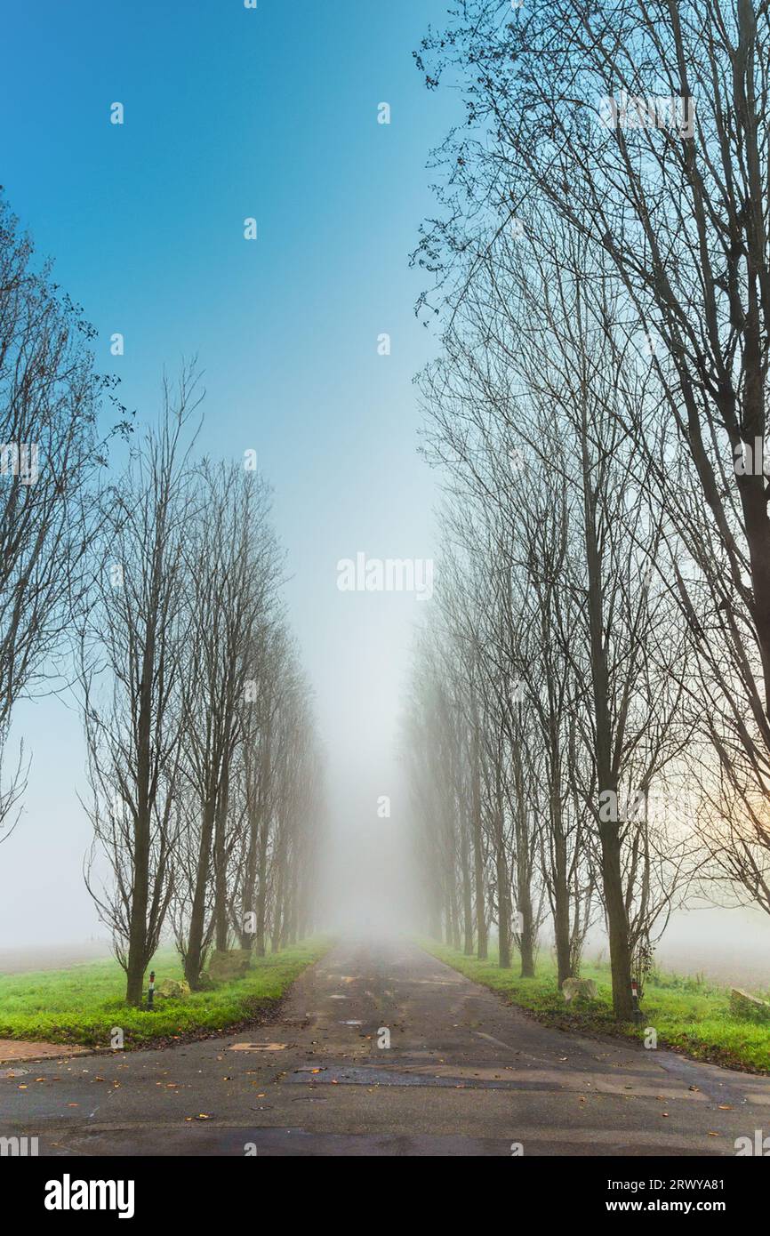 Tree alley foggy path hi-res stock photography and images - Alamy