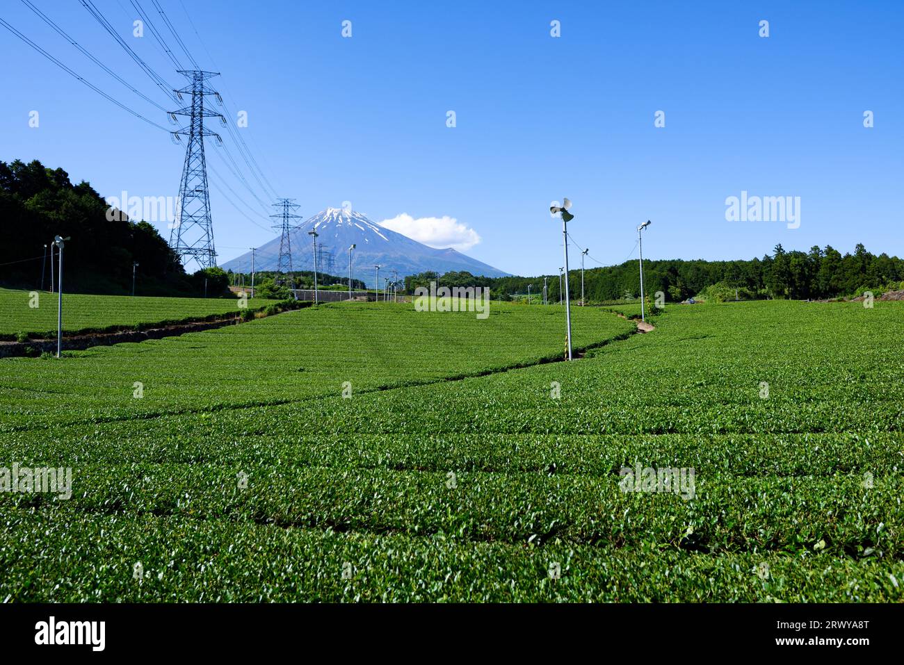 Fuji and tea fields seen from Fuji City Stock Photo - Alamy