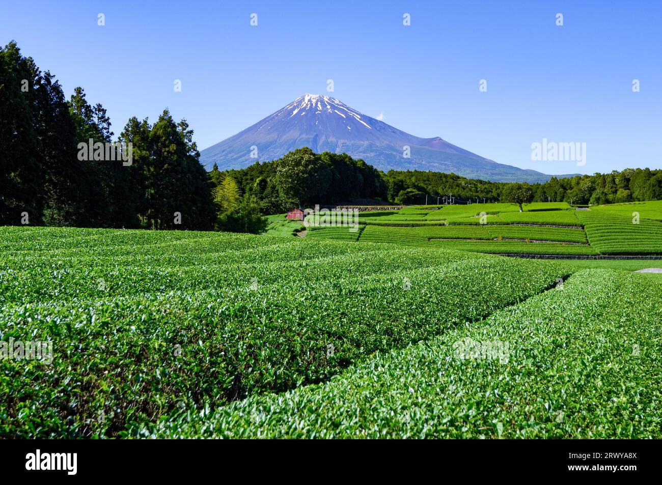 Tea field and Mt. Fuji seen from Obuchi Sasaba in Fuji City Stock Photo ...