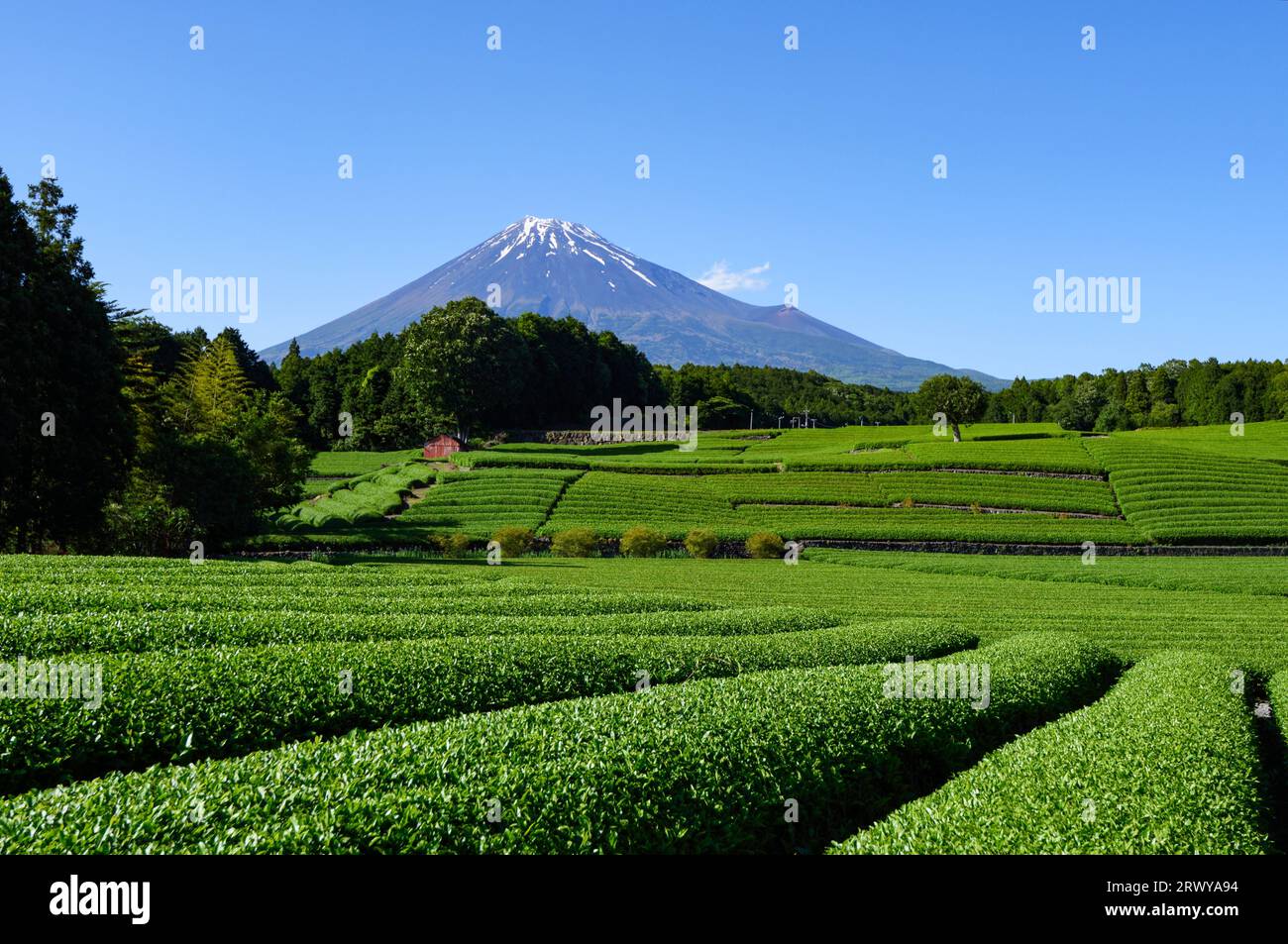 Tea field and Mt. Fuji seen from Obuchi Sasaba in Fuji City Stock Photo ...
