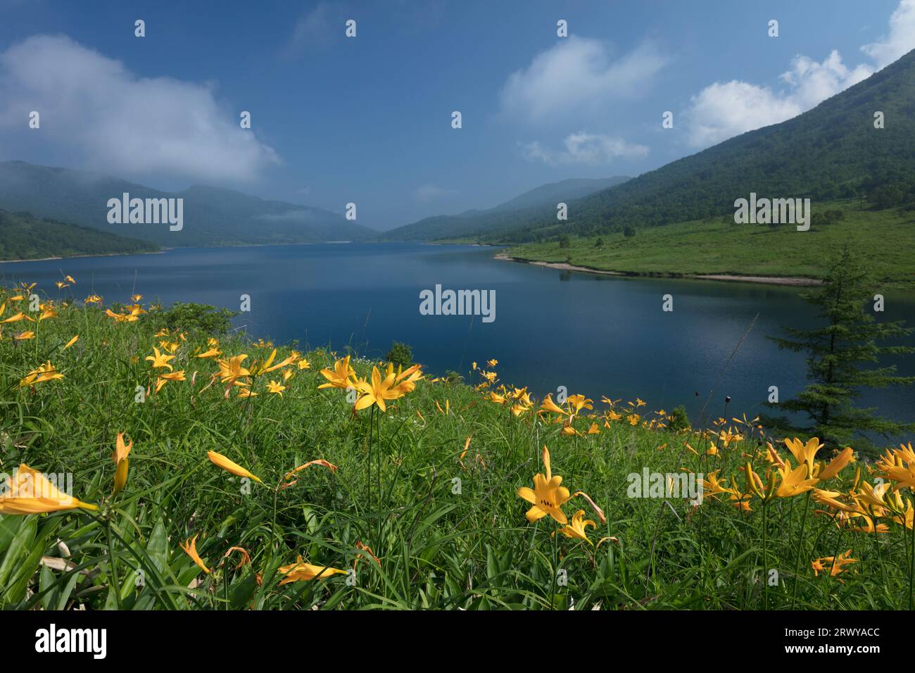 Lake Notan in bloom Stock Photo - Alamy
