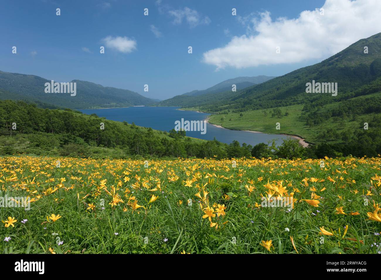 Lake Notan in bloom Stock Photo - Alamy