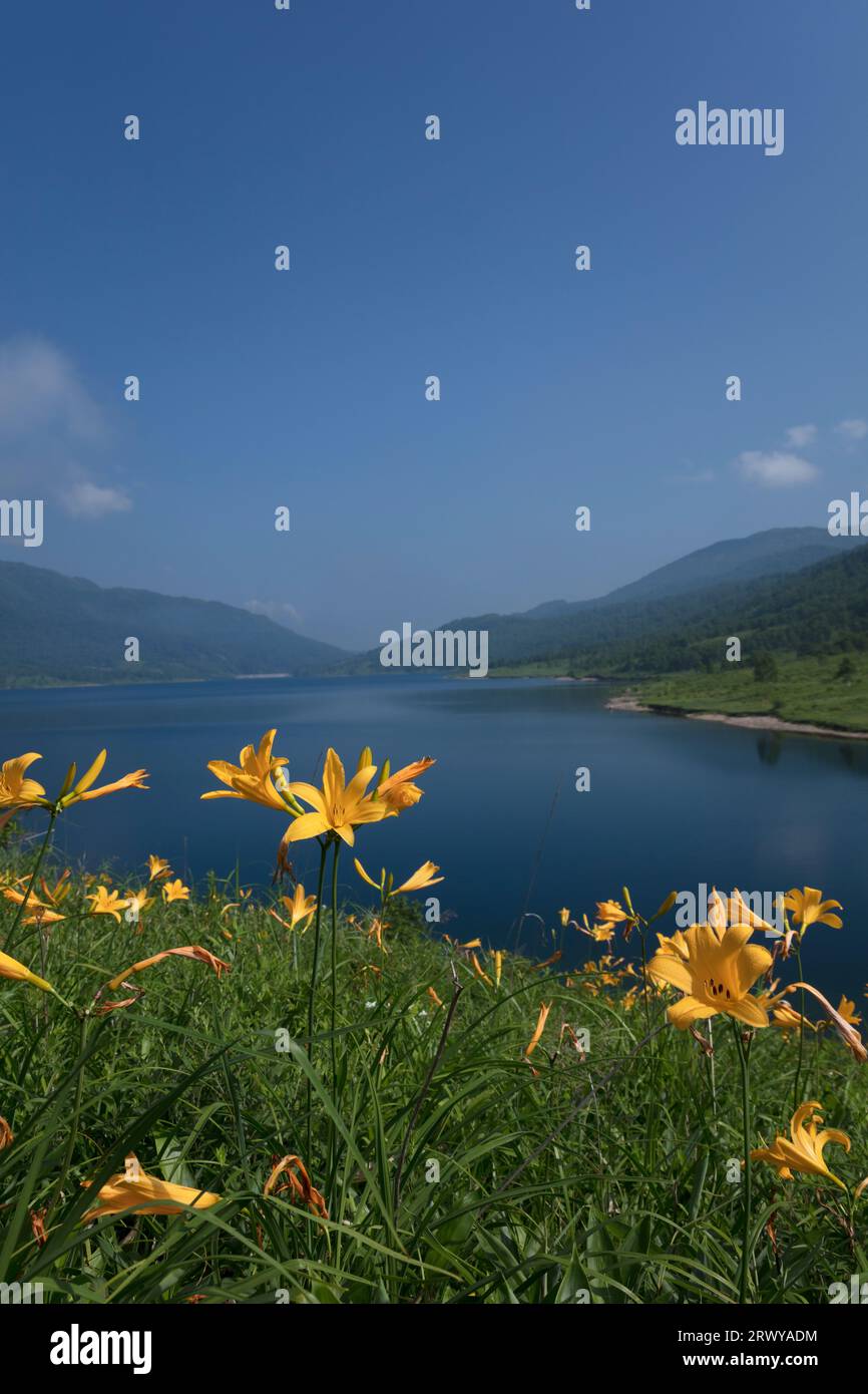 Bloom nature hi-res stock photography and images - Alamy
