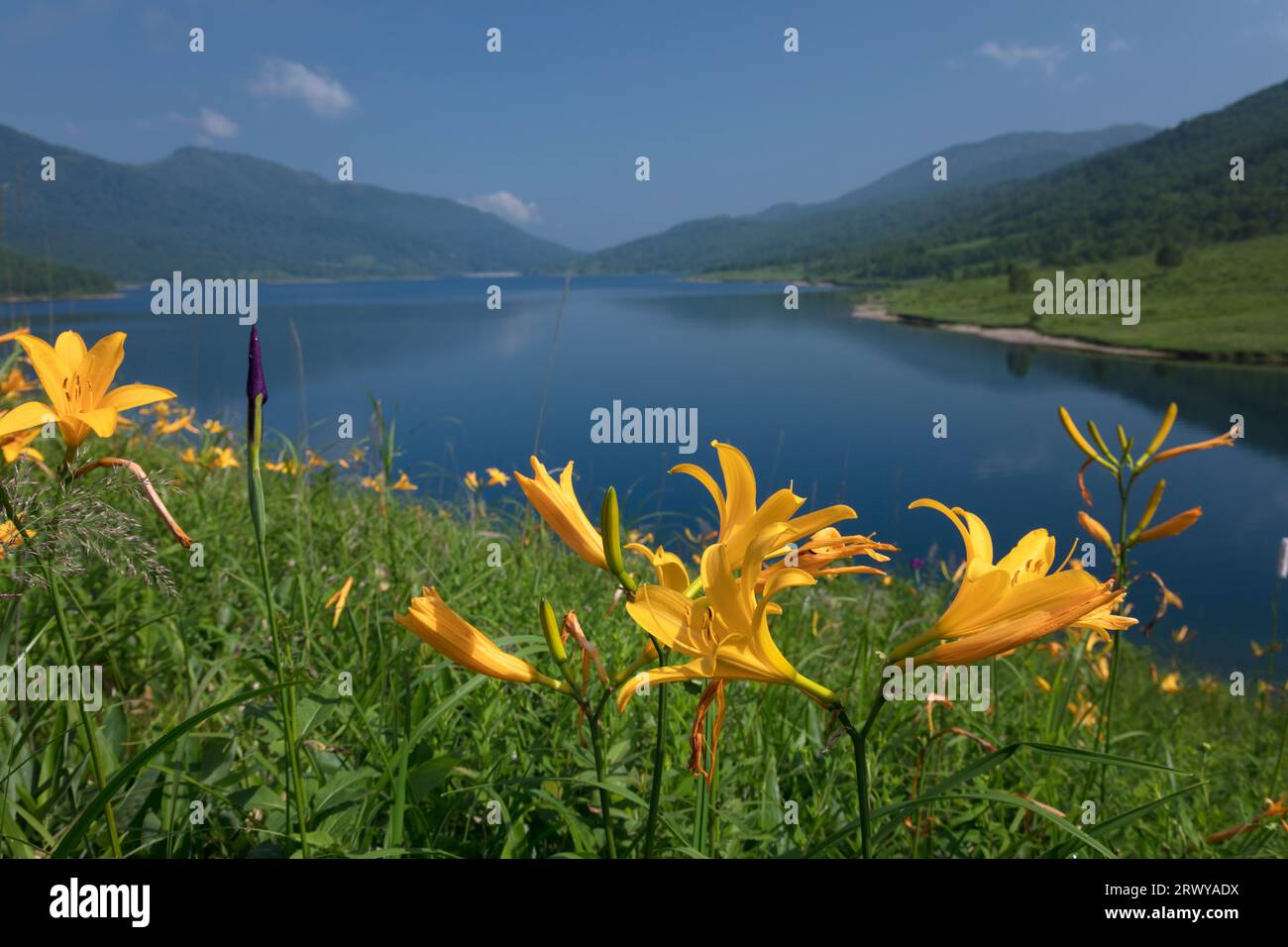 Bloom nature hi-res stock photography and images - Alamy