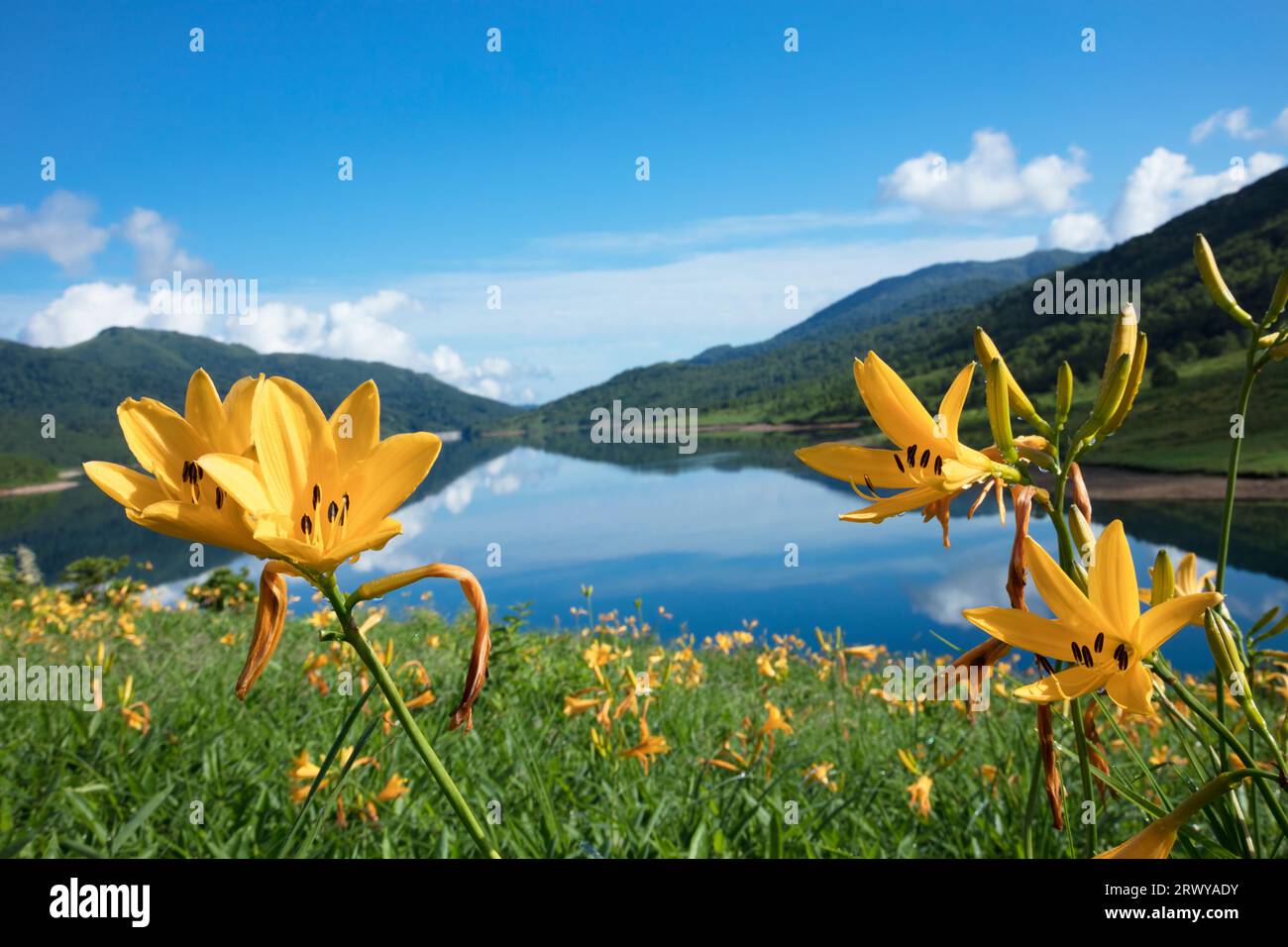 Lake Notan in bloom Stock Photo - Alamy