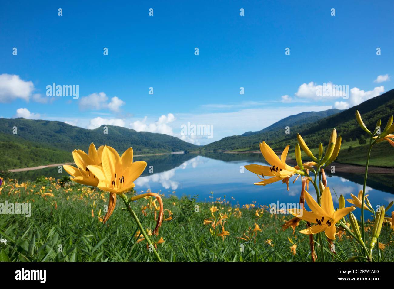 Lake Notan in bloom Stock Photo - Alamy
