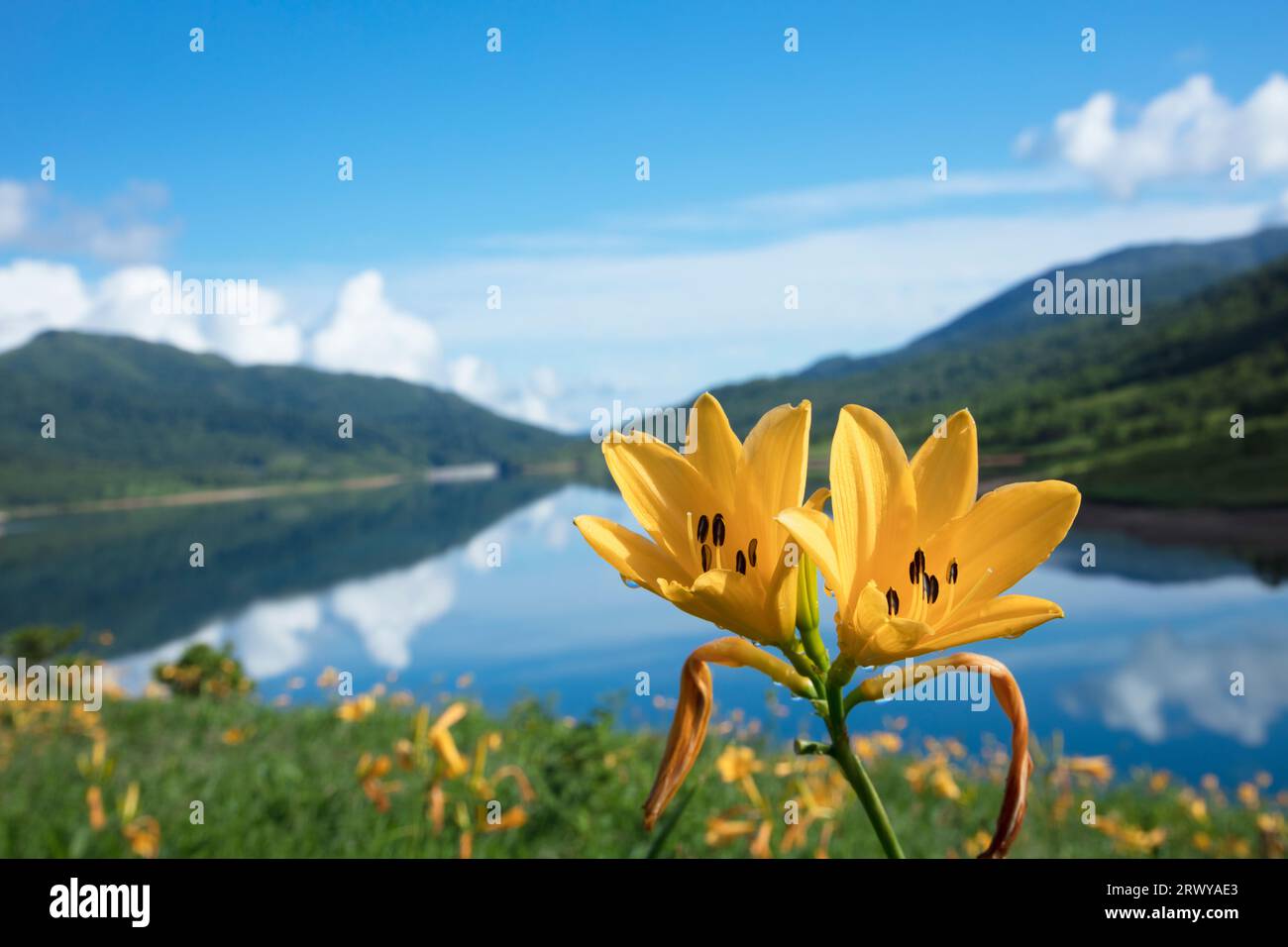 Lake Notan in bloom Stock Photo - Alamy