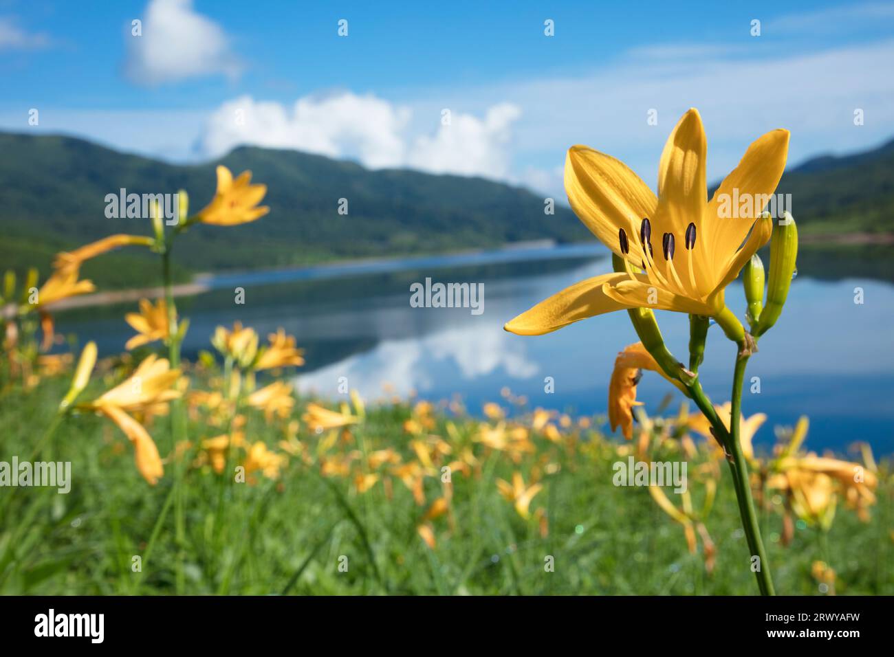 Lake Notan in bloom Stock Photo - Alamy