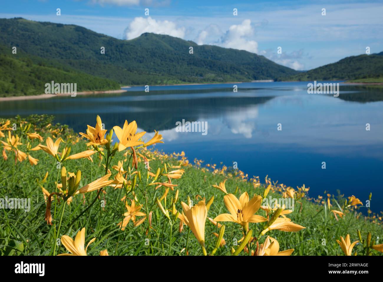 Lake Notan in bloom Stock Photo - Alamy