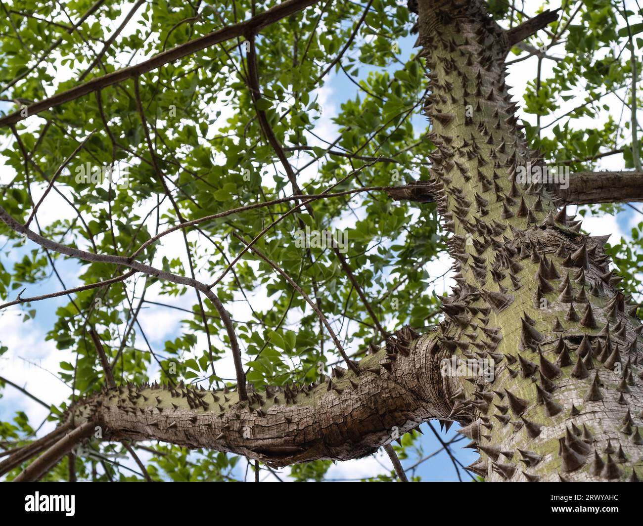 Close-up of a Floss Silk Tree (Ceiba Speciosa) in the Gran Chaco region ...
