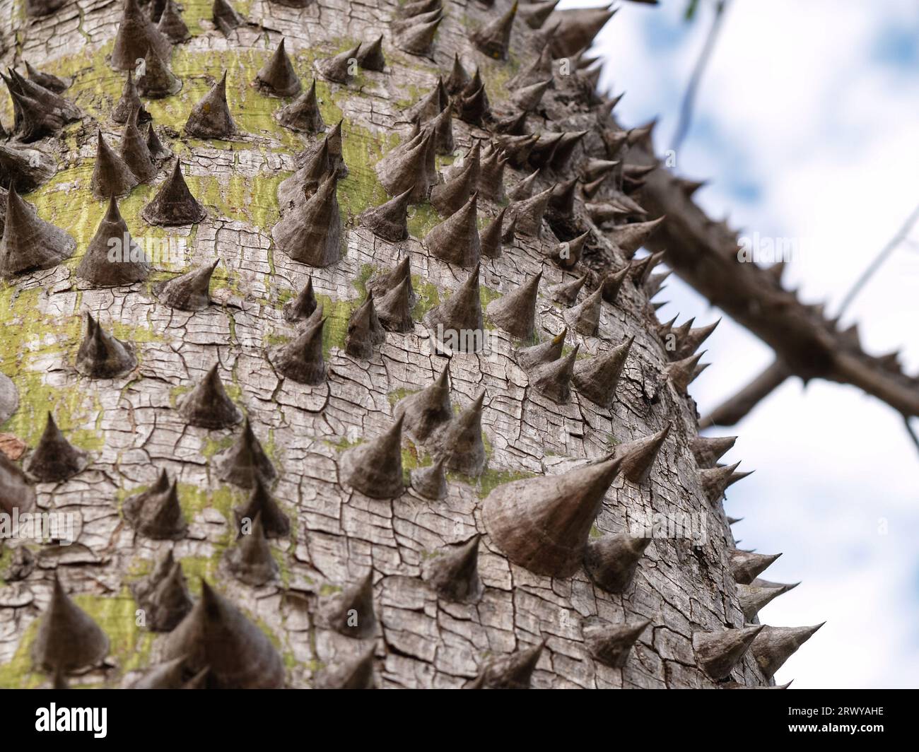 Close-up image of Ceiba speciosa, commonly known as floss silk tree ...