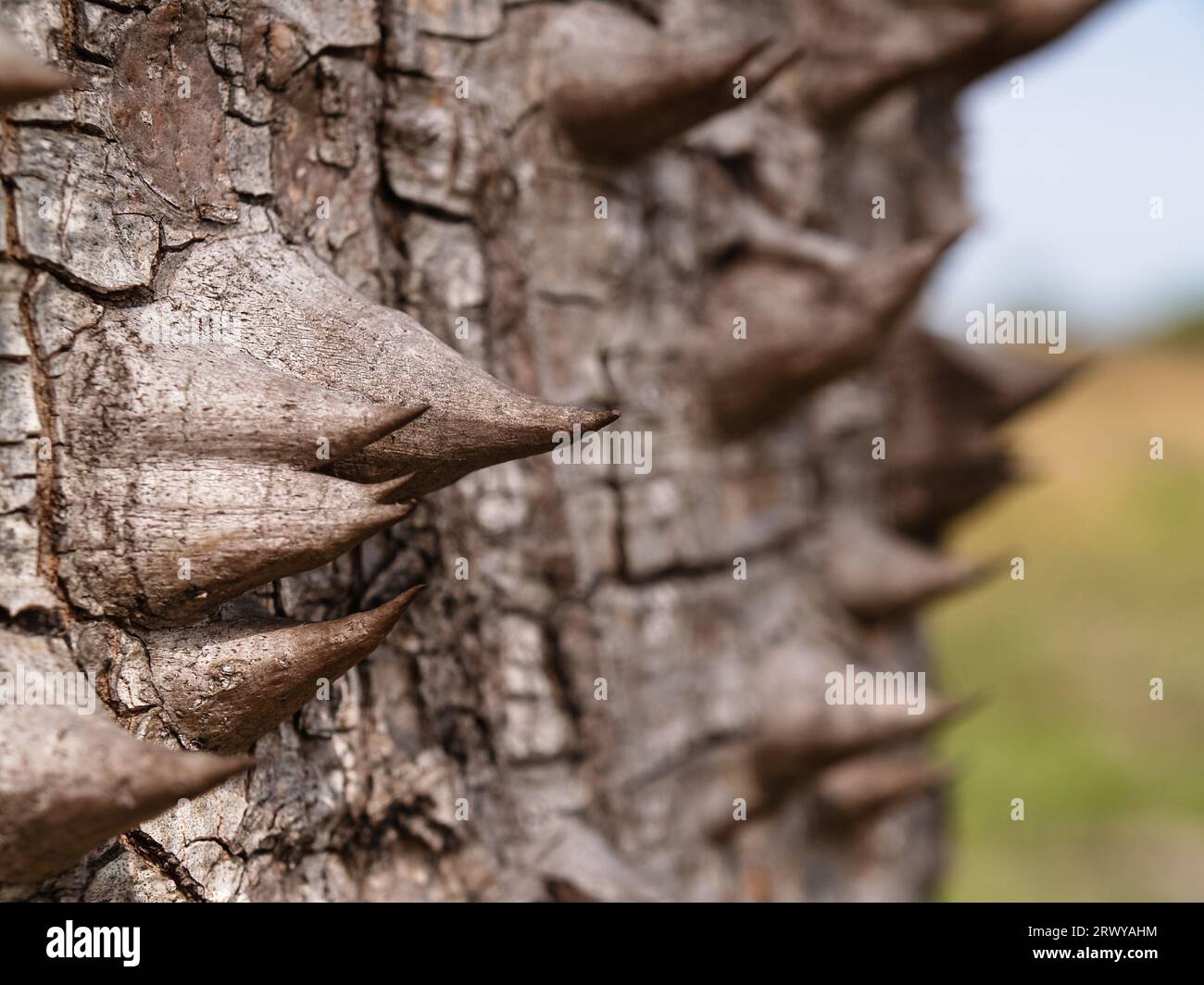 Close-up image of Ceiba speciosa, commonly known as floss silk tree ...