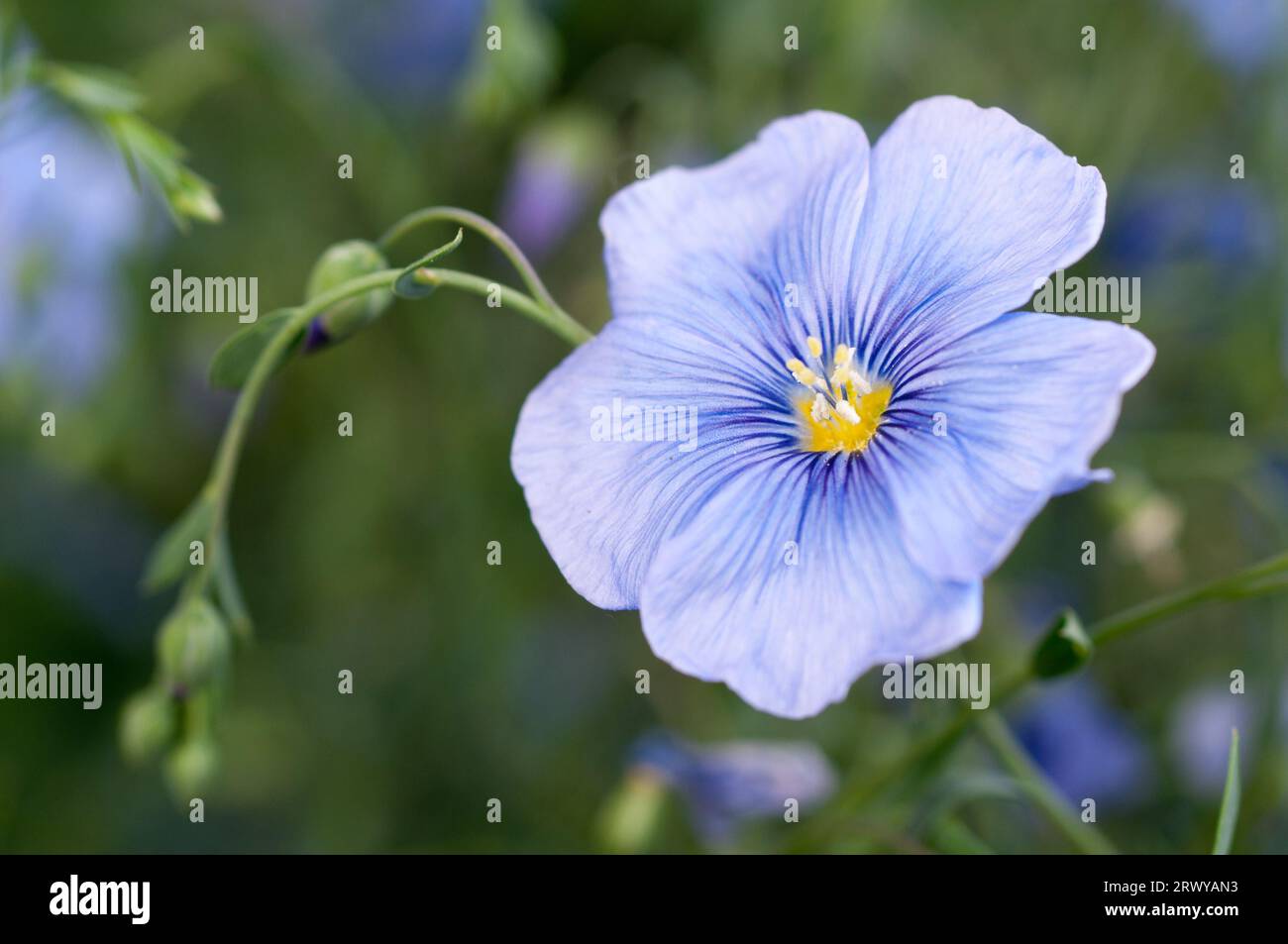 A vibrant blue linseed flower stands out against a backdrop of lush ...