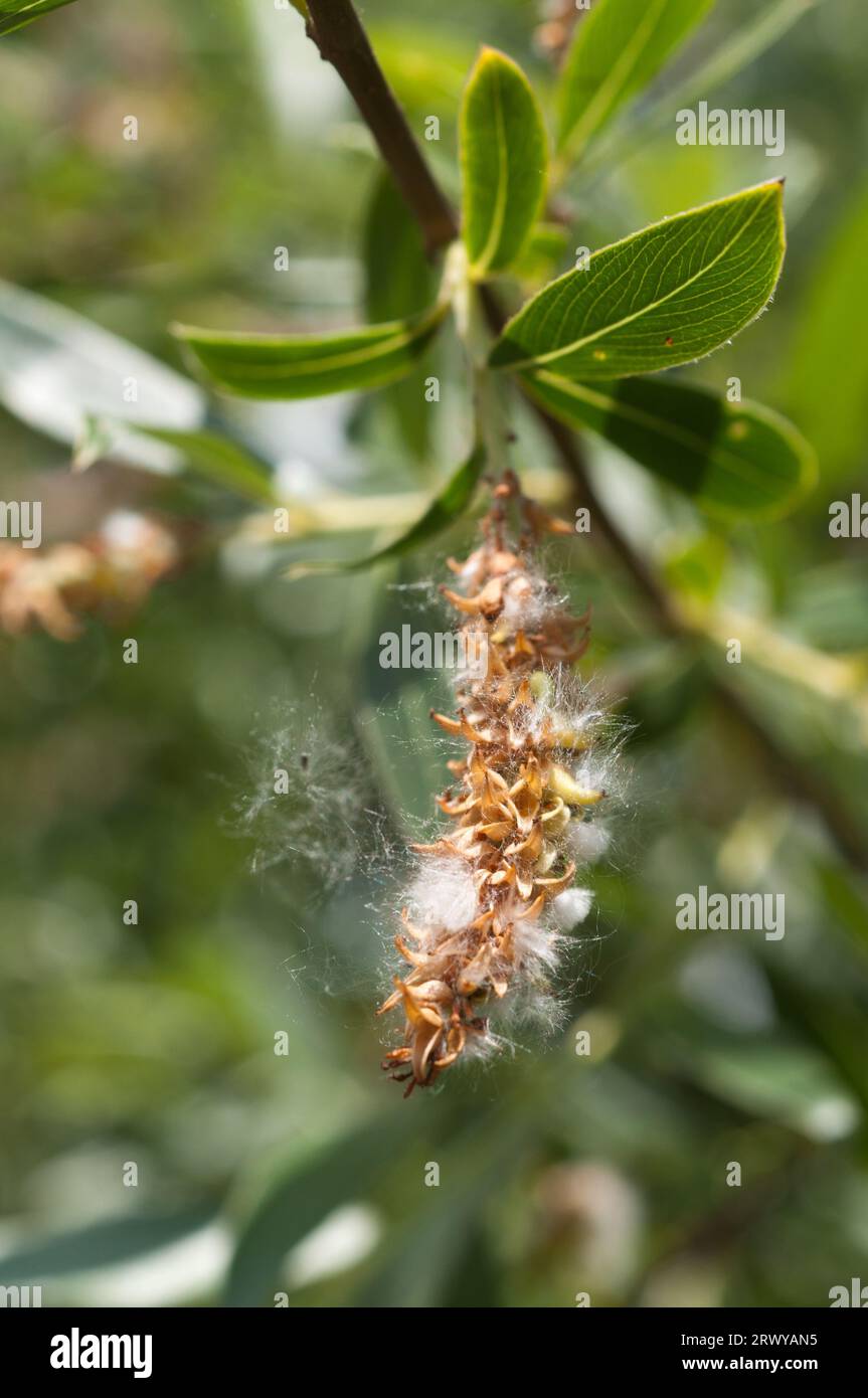 A close-up shot of willow seeds (Salix) with dried seed pods and a ...