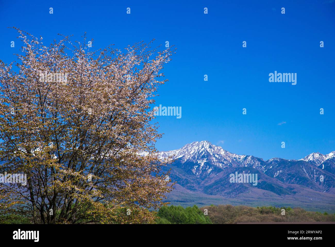 Cherry blossoms and the Yatsugatake mountain range Stock Photo - Alamy