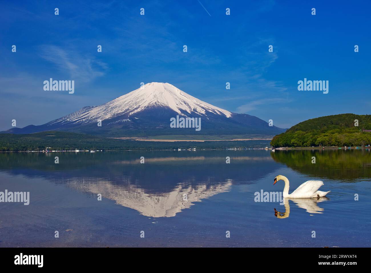 Fuji and Swans and Lake Yamanakako in Morning Mist and Upside Down ...