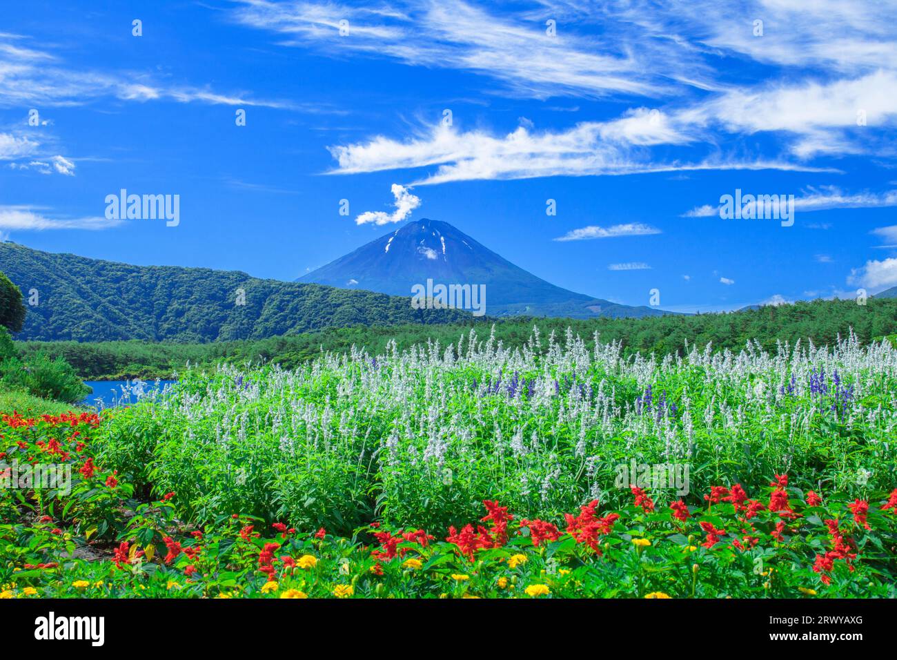 Blooming Lake Saiko and Mt. Fuji Stock Photo - Alamy