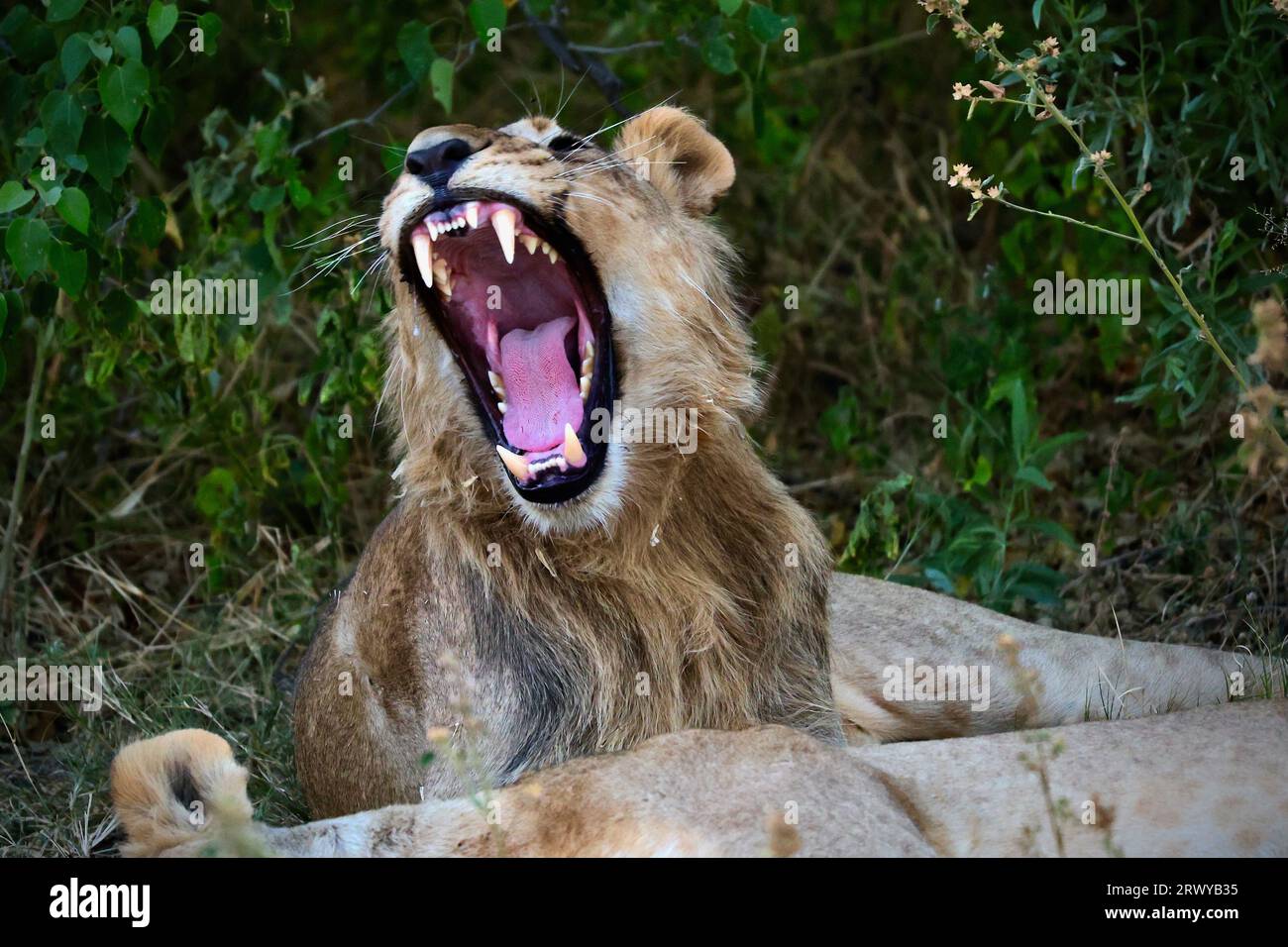 Young Male Okavango Lion Shows His Teeth Stock Photo - Alamy