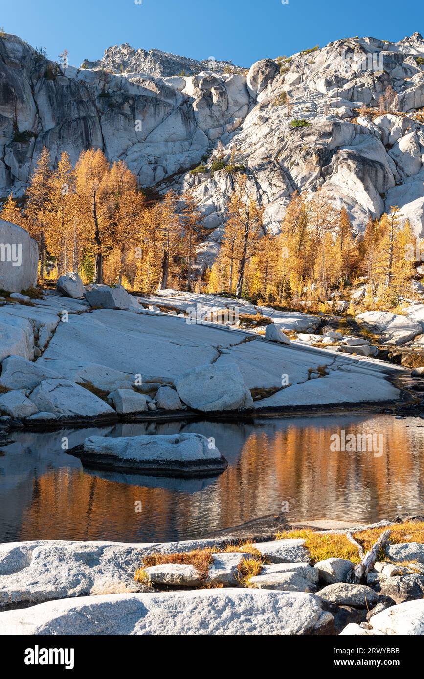A ribbon of golden larches in full fall color running through the ...