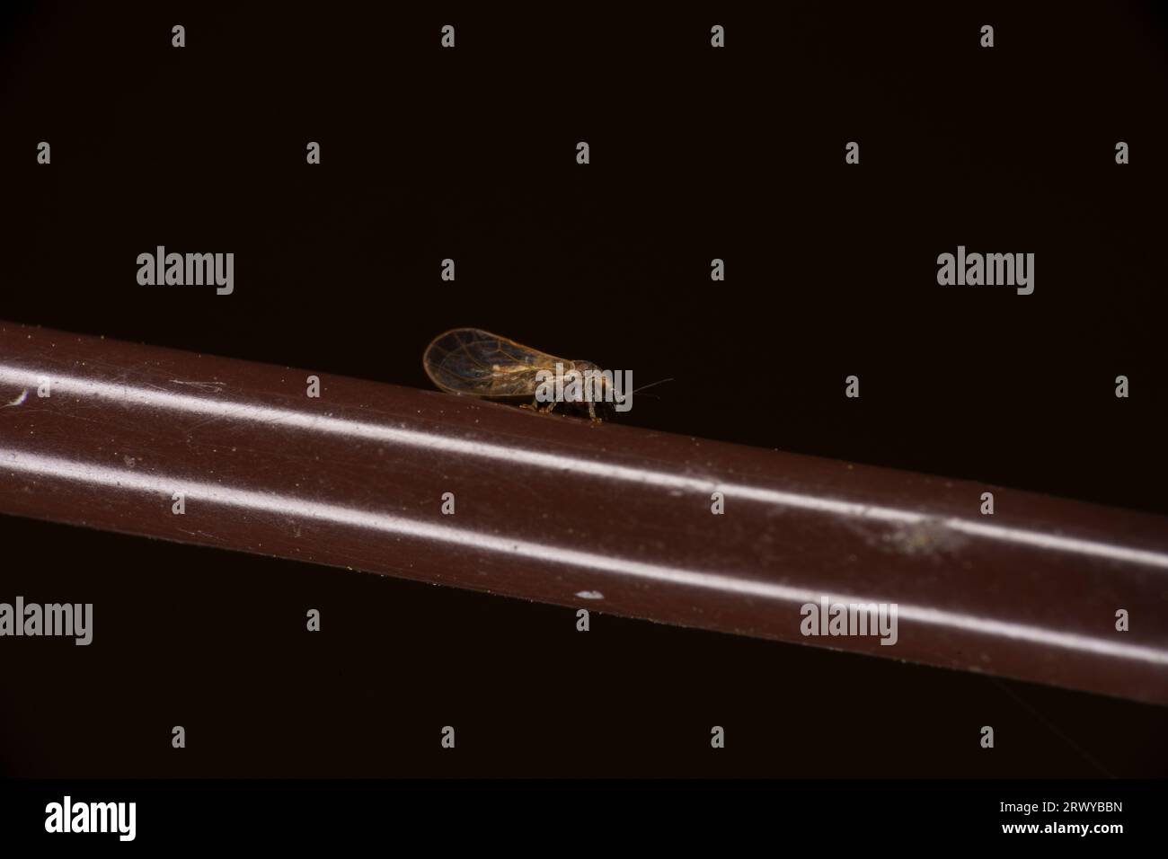 Family psyllidae hi-res stock photography and images - Alamy