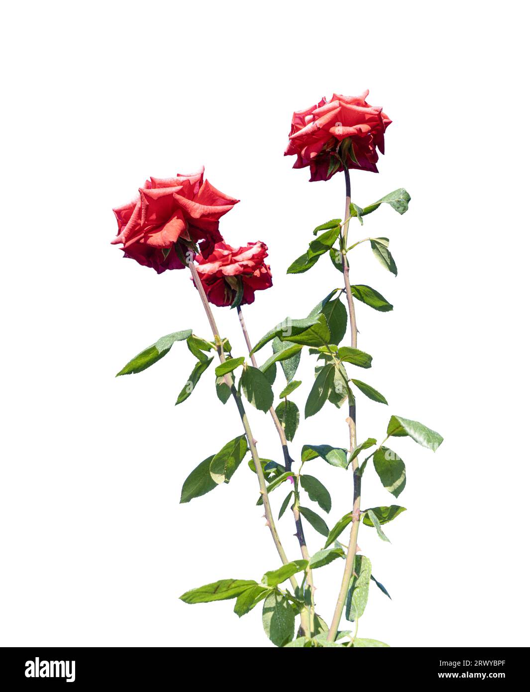 Red roses on a transparent background Stock Photo - Alamy