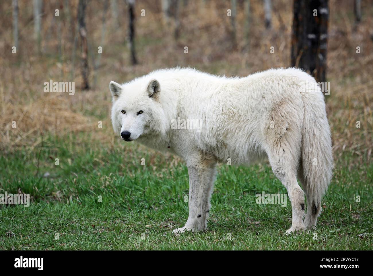 White arctic wolf hi-res stock photography and images - Alamy