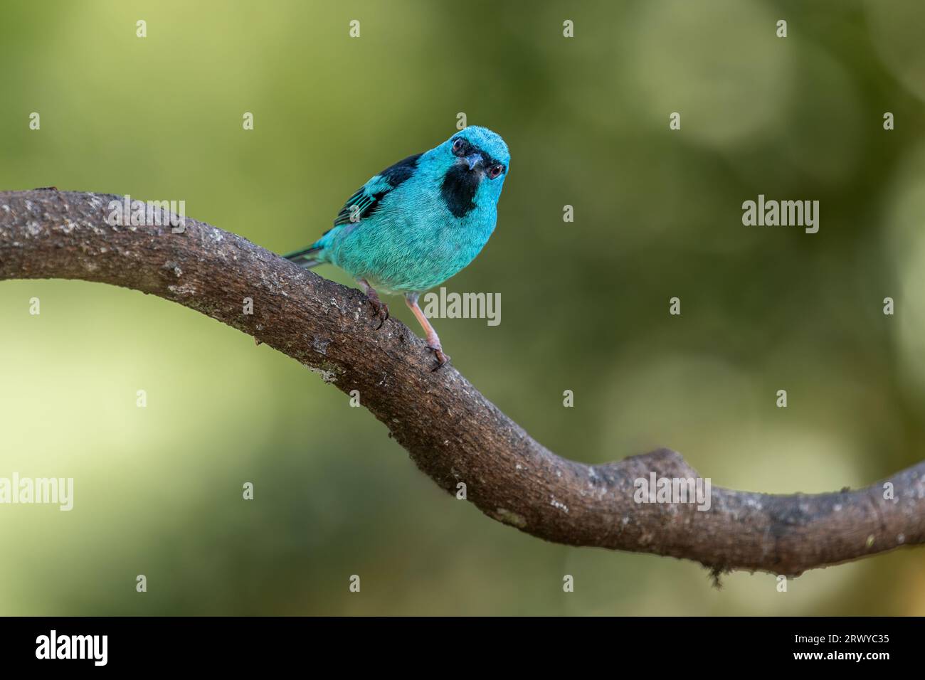 Adult male Blue dacnis (Dacnis cayana), also known as turquoise ...