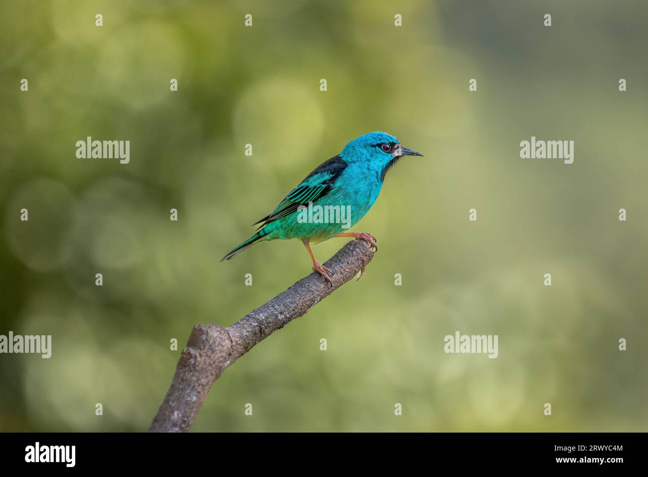 Adult male Blue dacnis (Dacnis cayana), also known as turquoise ...