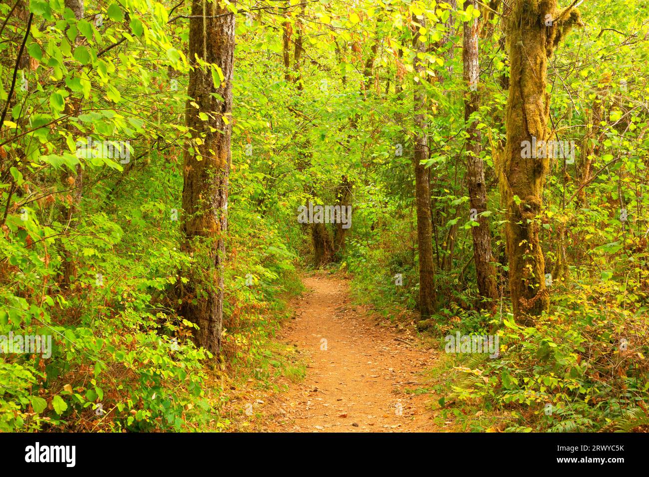 North Fork Interpretive Trail, Clemens Park, Marys Peak to Pacific ...