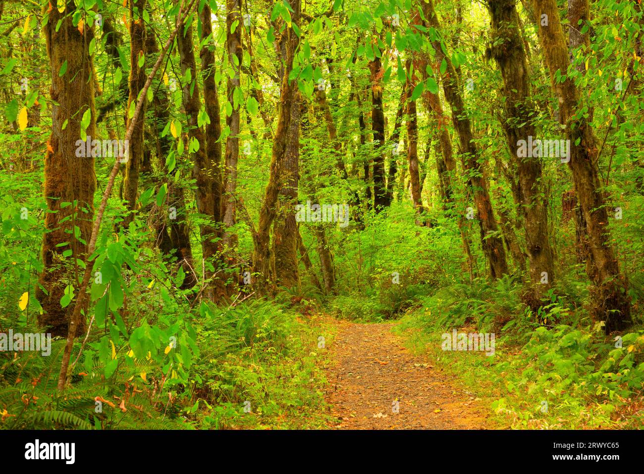 North Fork Interpretive Trail, Clemens Park, Marys Peak to Pacific ...