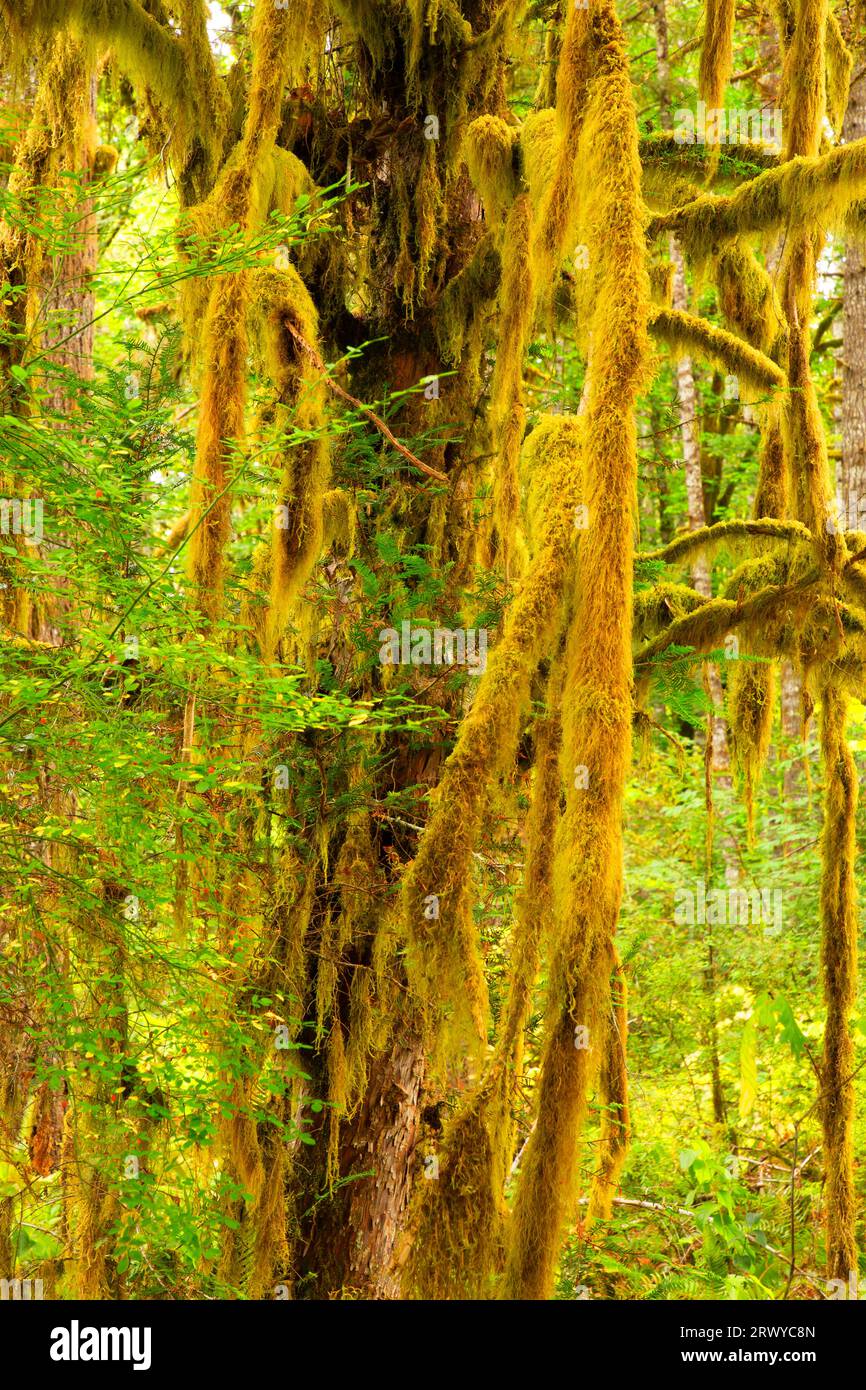 Pacific yew (Taxus brevifolia), Clemens Park, Marys Peak to Pacific ...