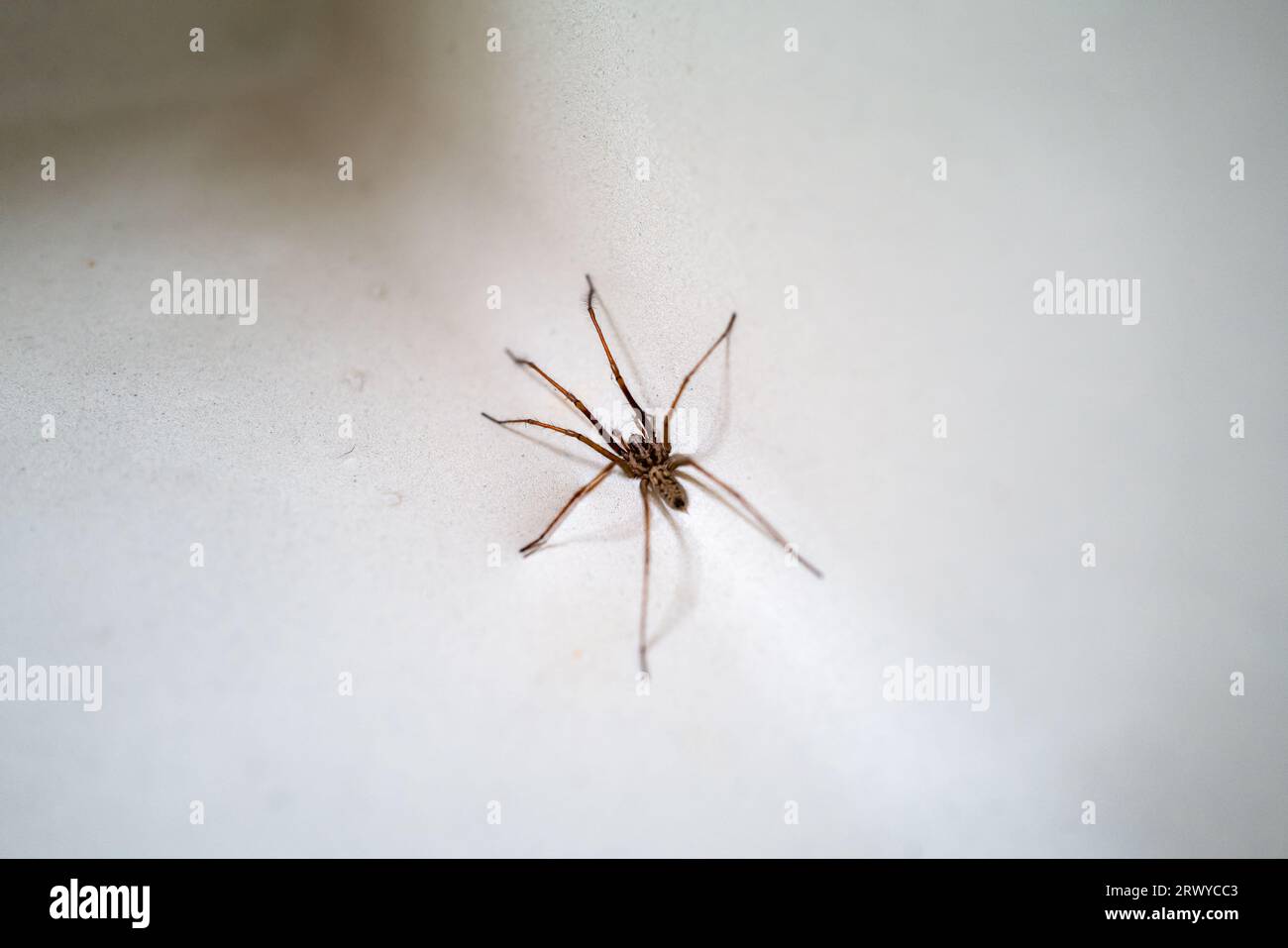 A large house spider in a wash basin sink in a home Stock Photo - Alamy