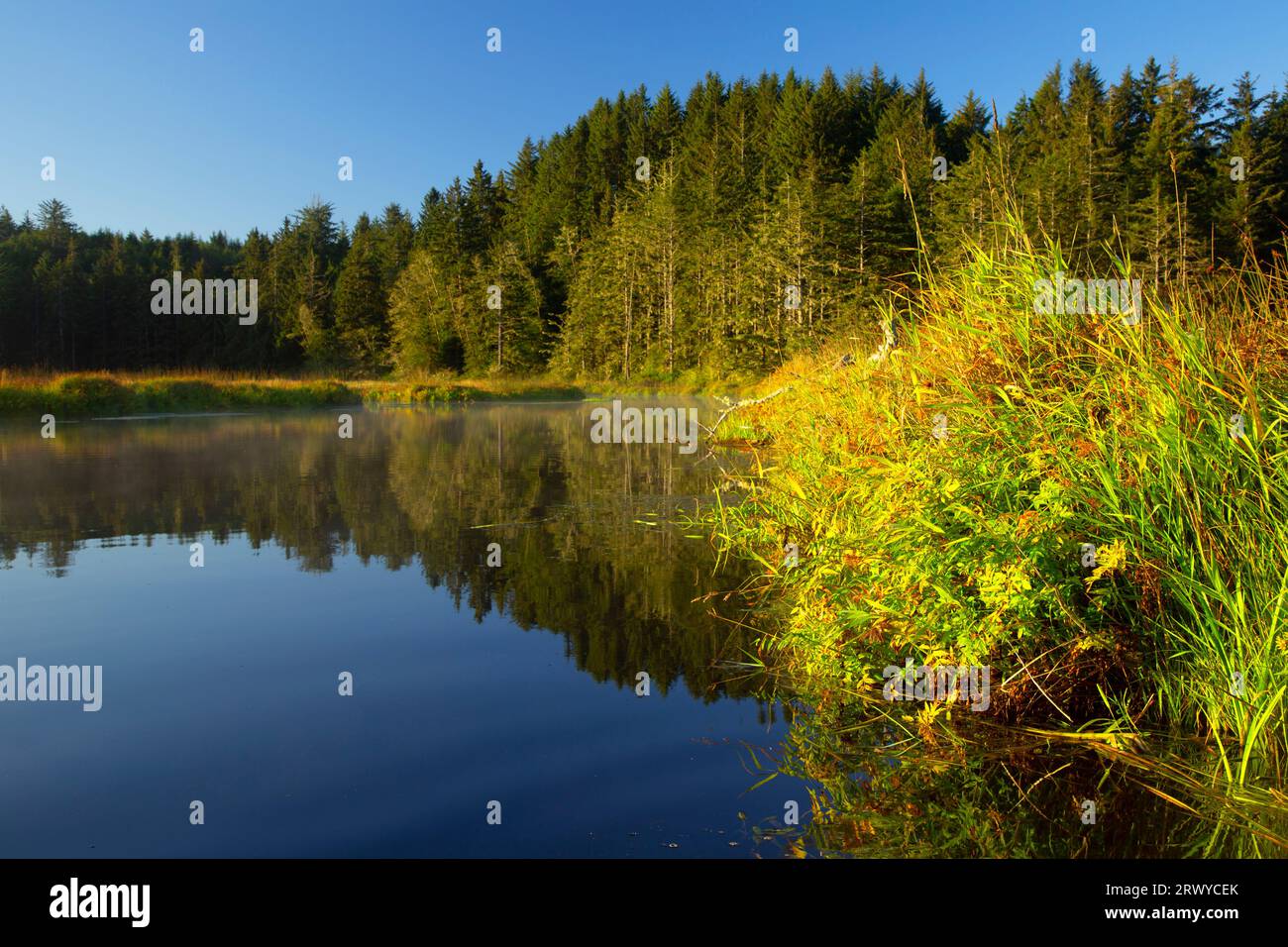 Beaver Creek, Brian Booth State Park, Oregon Stock Photo - Alamy