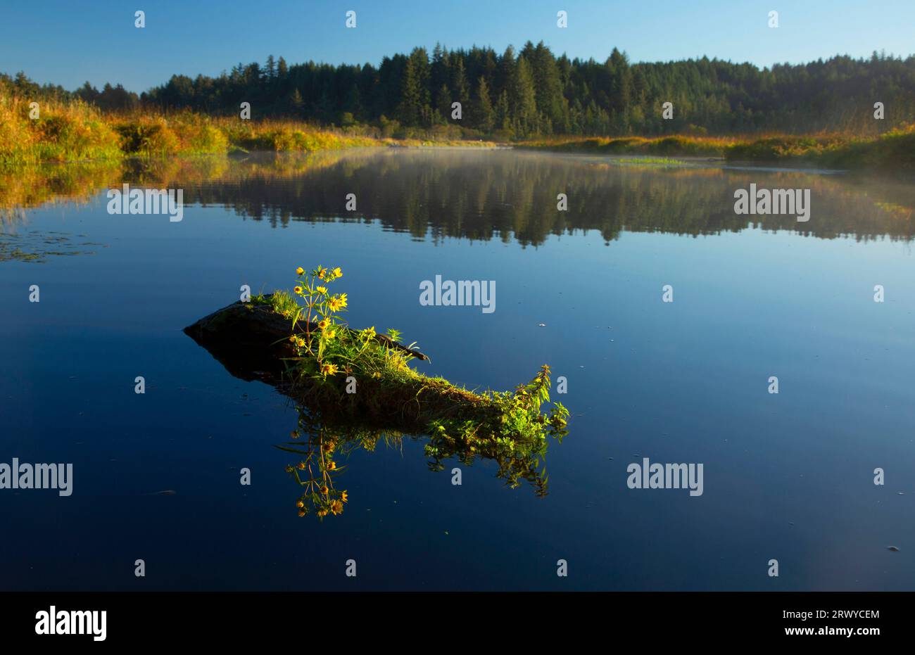 Beaver Creek, Brian Booth State Park, Oregon Stock Photo - Alamy