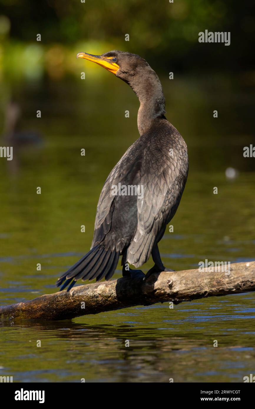 Double-crested Cormorant (Nannopterum auritum) at Beaver Creek, Brian ...