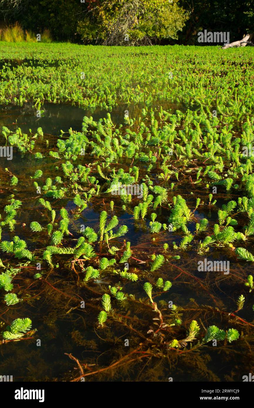 Mare’s-tail (Hippuris vulgaris) on Kirk Pond, Kirk Park, Lane County ...