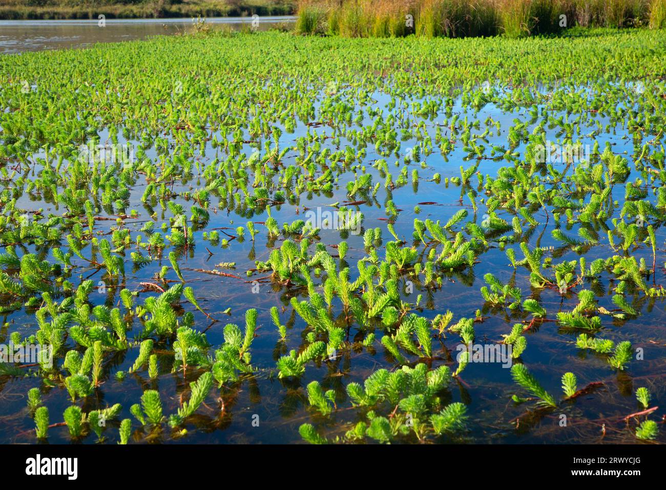 Mare’s-tail (Hippuris vulgaris) on Kirk Pond, Kirk Park, Lane County ...