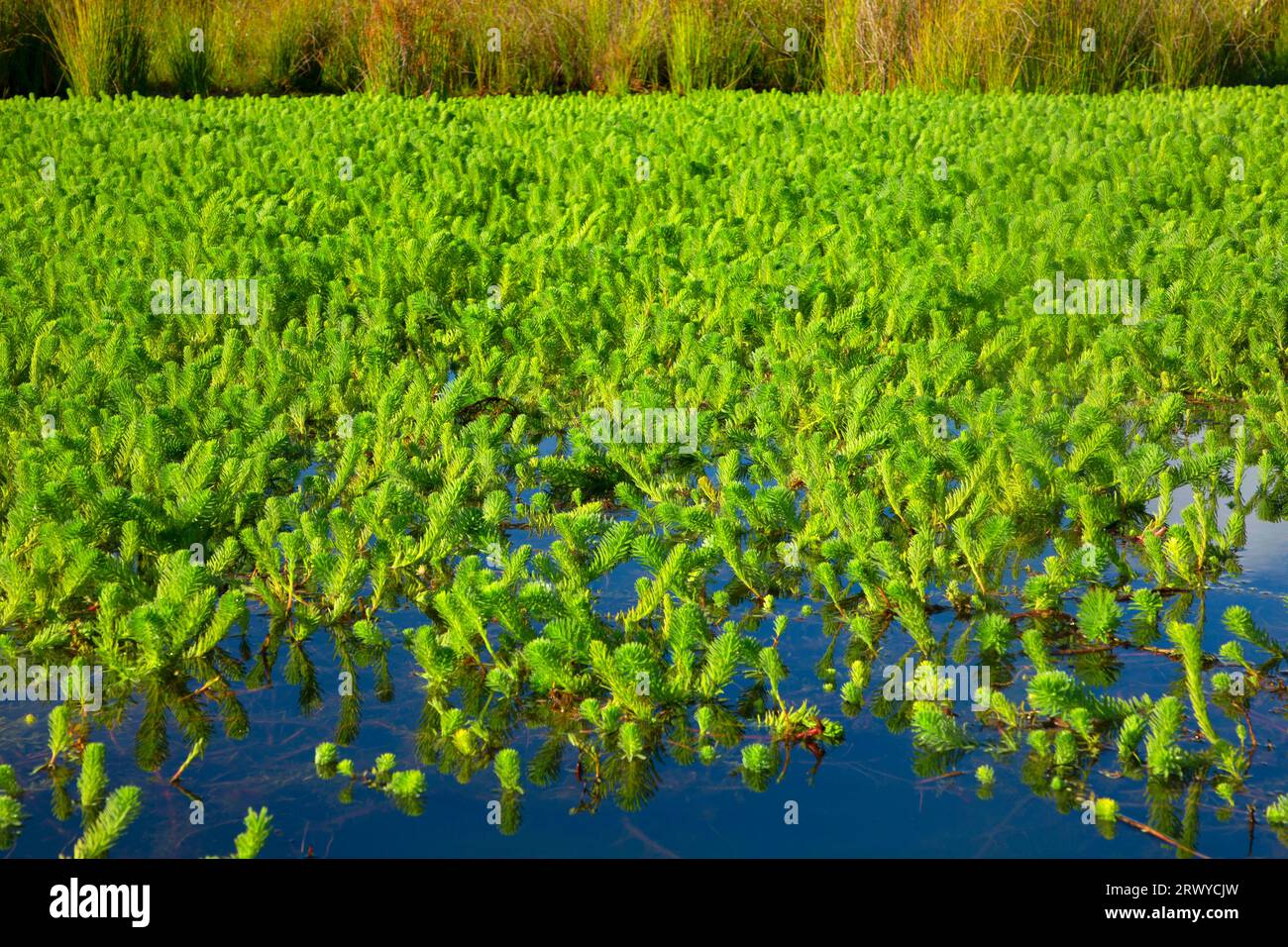 Mare’s-tail (Hippuris vulgaris) on Kirk Pond, Kirk Park, Lane County ...