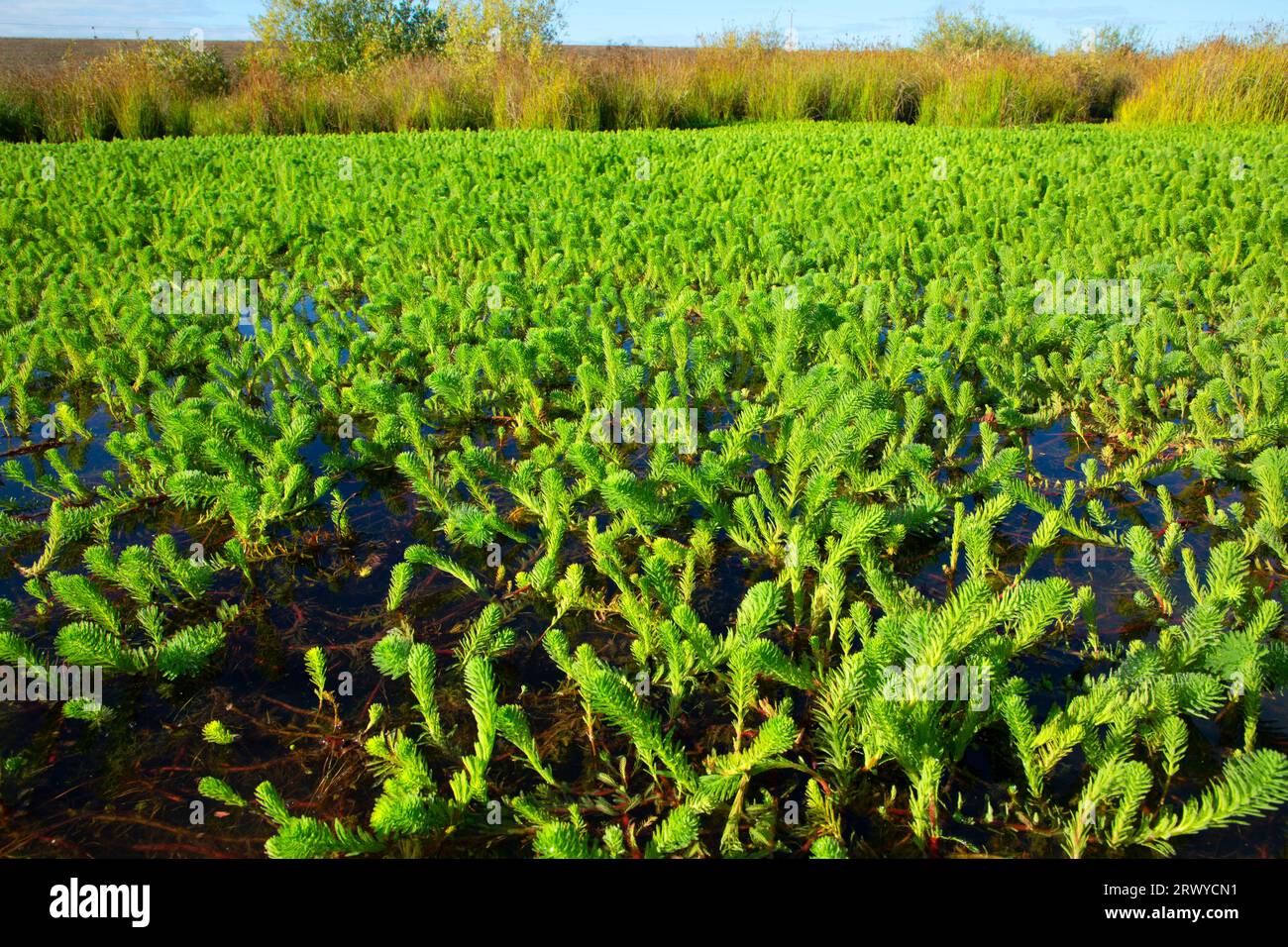 Mare’s-tail (Hippuris vulgaris) on Kirk Pond, Kirk Park, Lane County ...