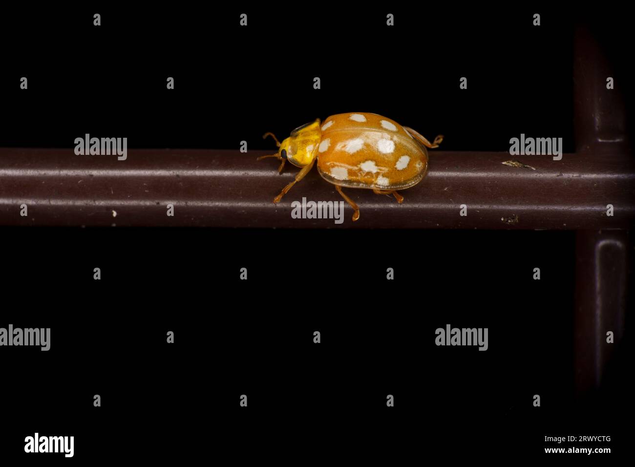 Halyzia sedecimguttata Family Coccinellidae Genus Halyzia Orange ...