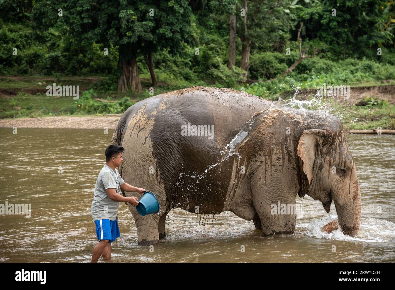 A caretaker is seen throwing water to an elephant in the river at the ...