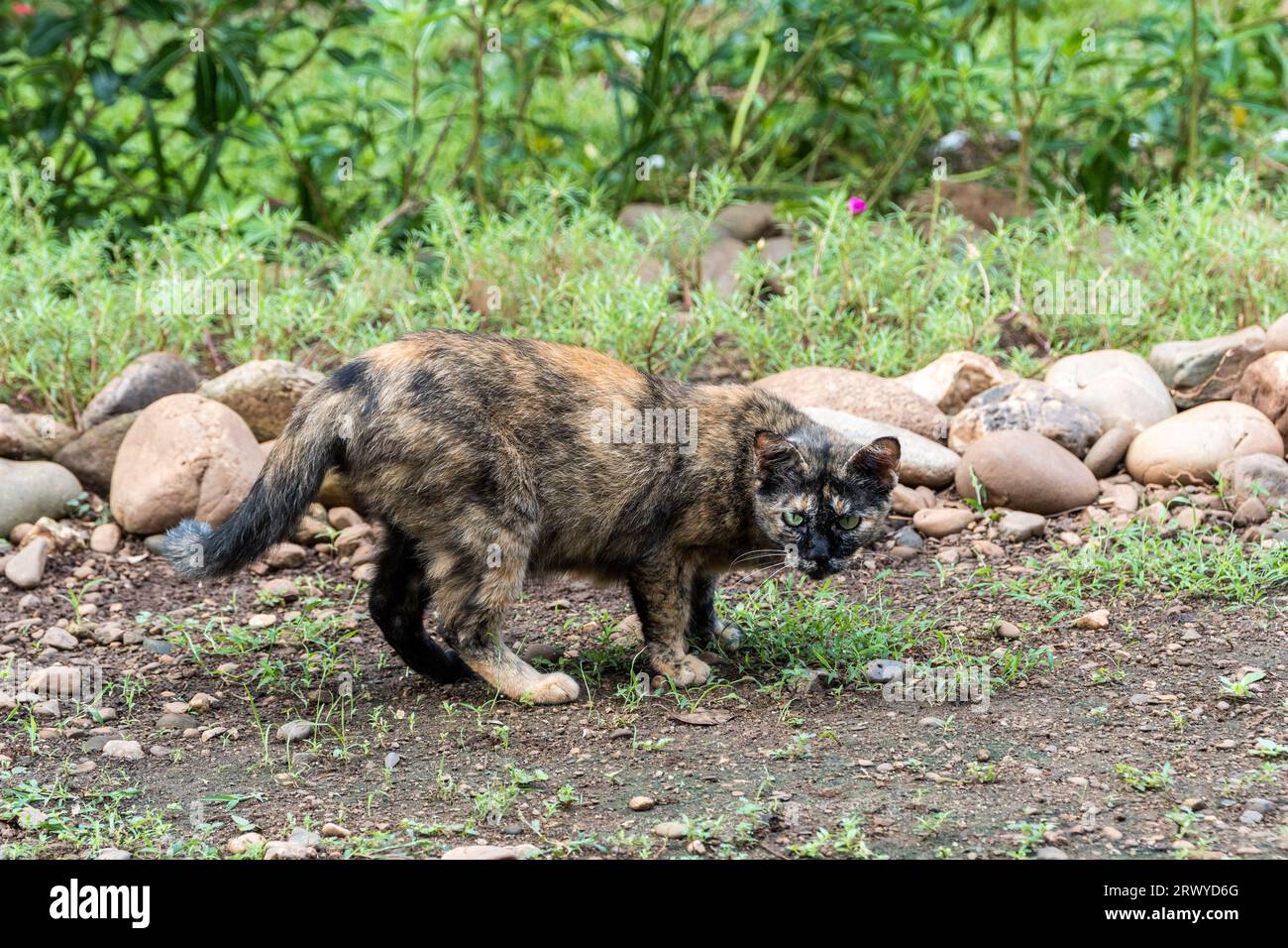 A rescue cat is seen in the garden of the Cat Kingdom sanctuary, inside ...