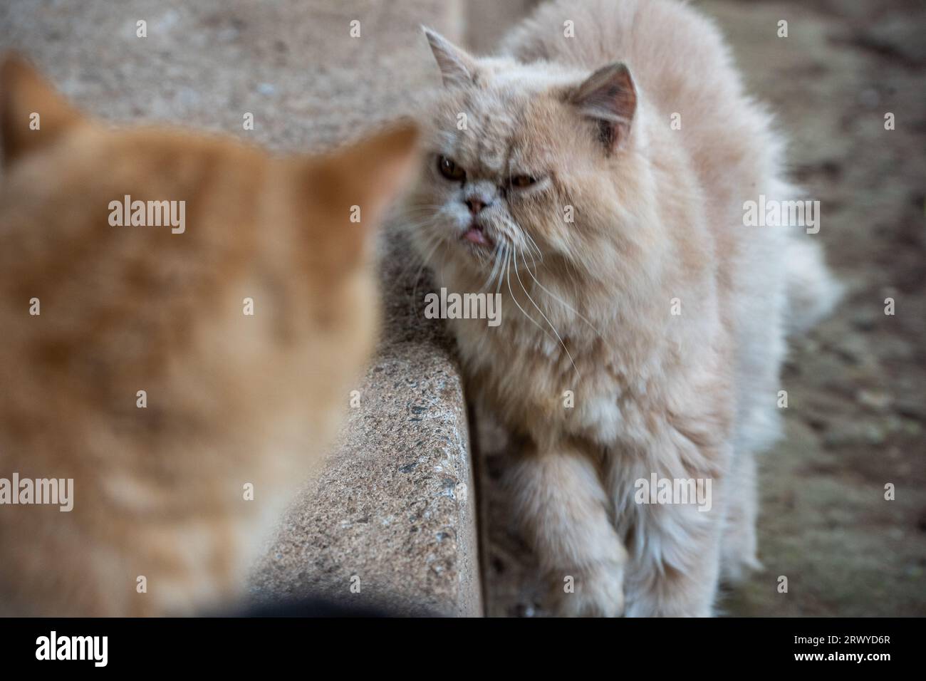 Cats are seen at the Cat Kingdom sanctuary, inside the Elephant Nature ...