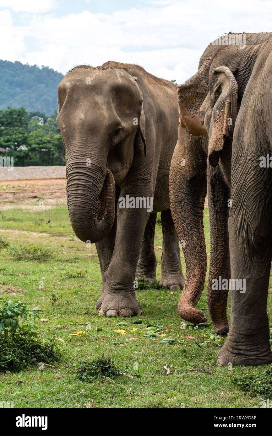 A Thai female elephant is seen walking through a group of elephants, at ...