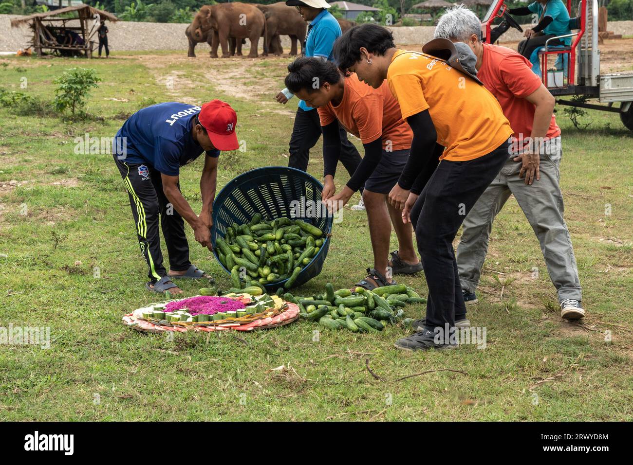 Volunteers are seen bringing cucumbers with a fruit and veggie birthday ...