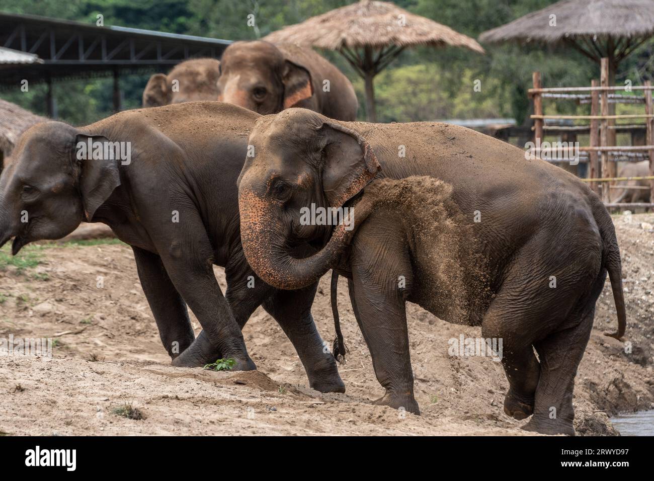 Elephants are seen throwing dirt on themselves after bathing to protect ...