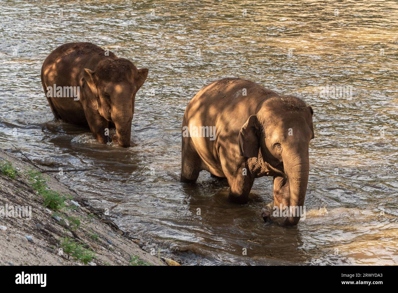 Asian elephants walking in the river, at Elephant Nature Park, a rescue ...