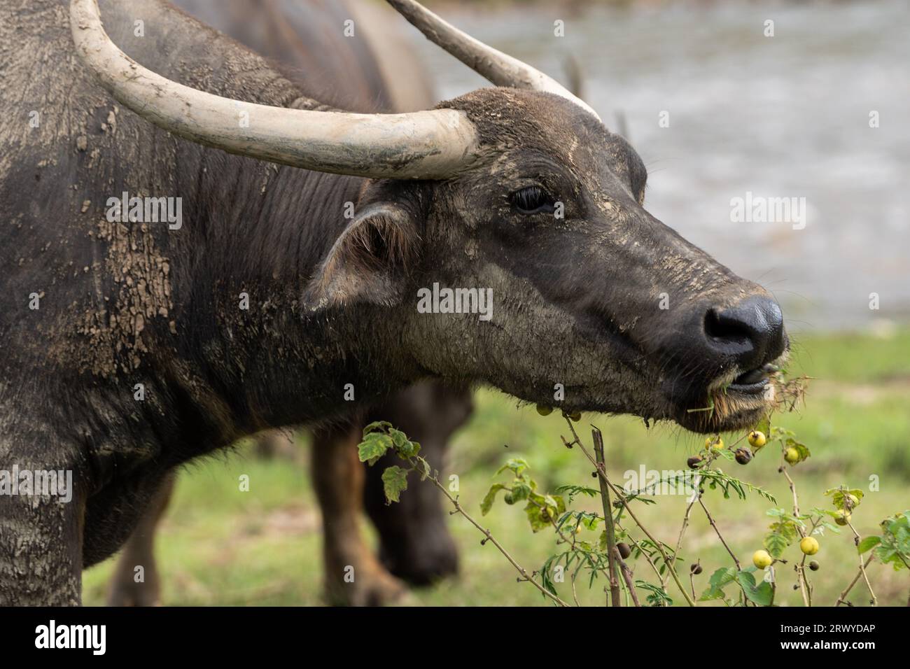 A Thai buffalo seen eating grass on the field, at the Elephant Nature ...