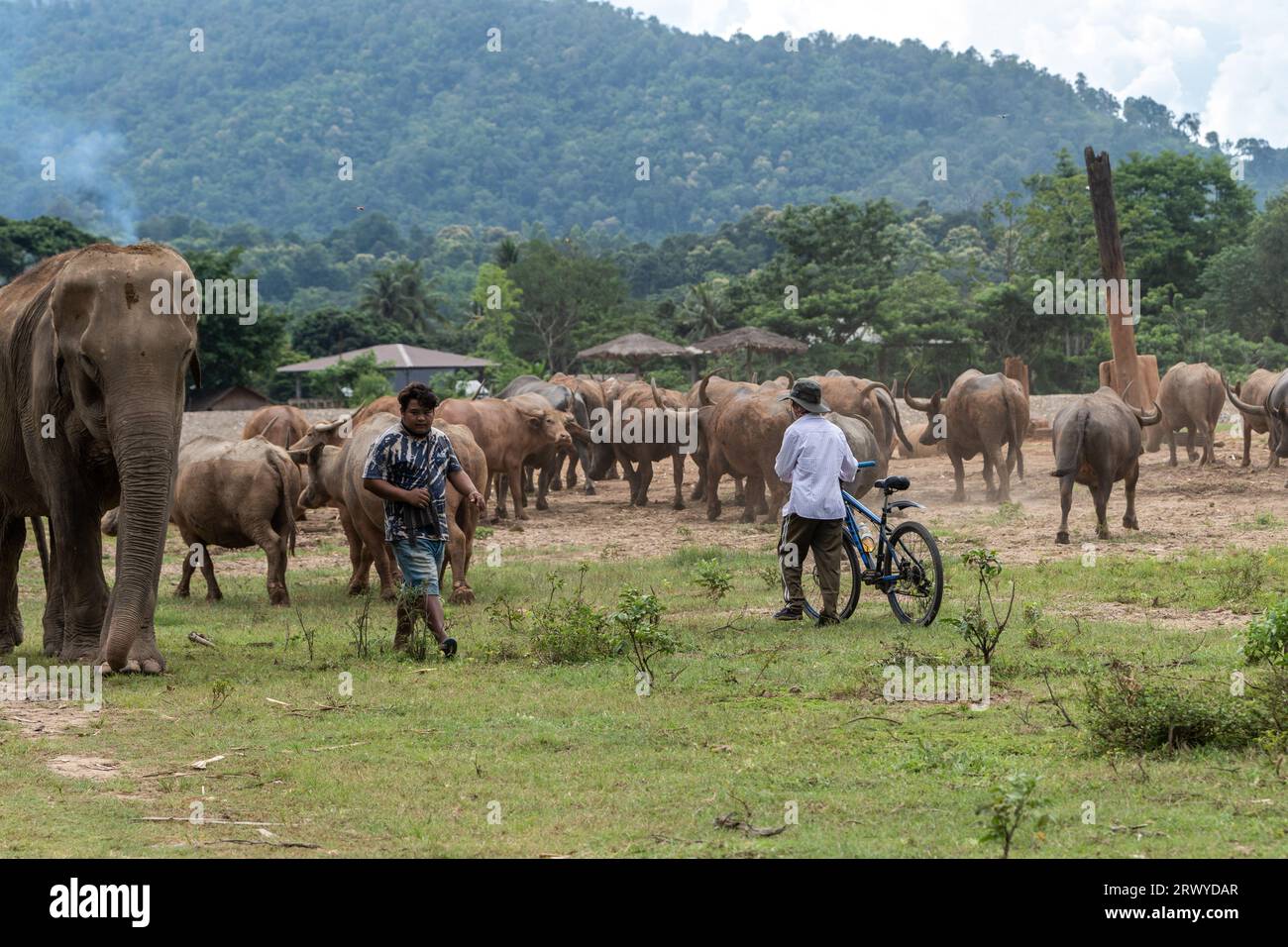 Buffalo herd seen at the Elephant Nature Park, a rescue and ...