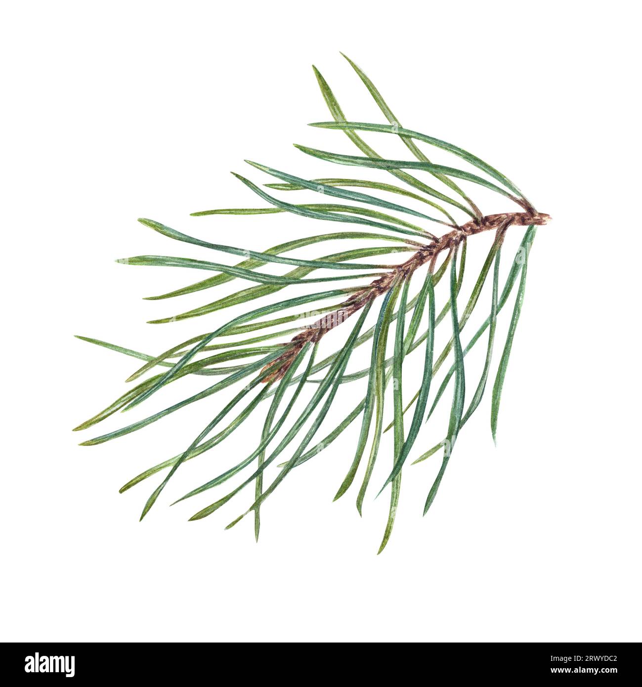 Watercolor Christmas Pine branch. Cedar, conifer twig. Evergreen plant ...